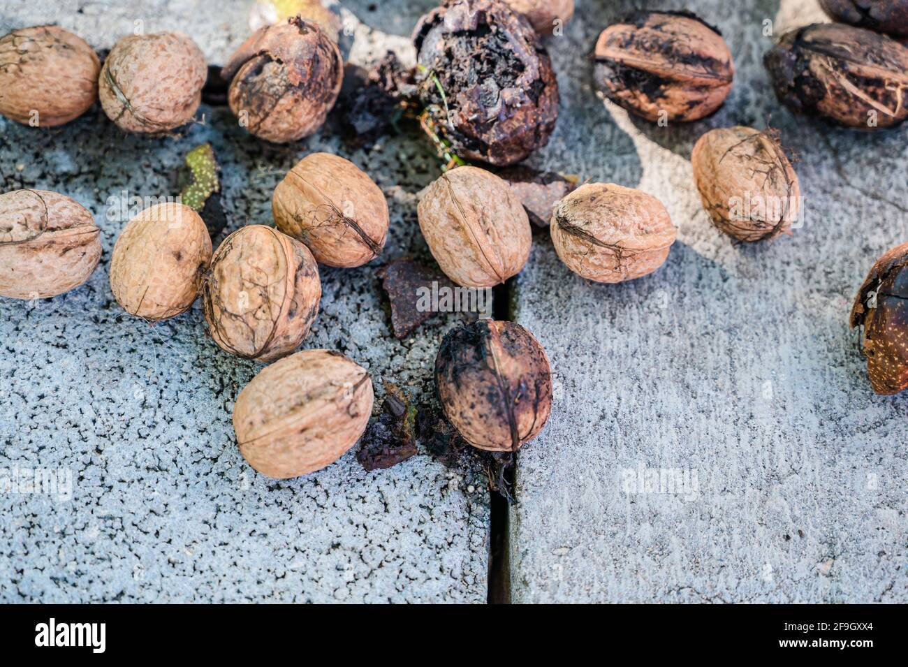 A top view closeup of fresh whole walnuts on the ground Stock Photo - Alamy
