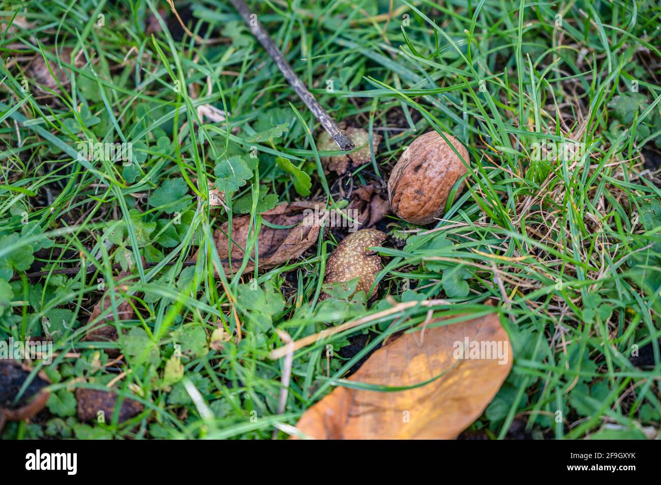 A top view closeup of a fresh whole walnut fallen on the grass Stock ...