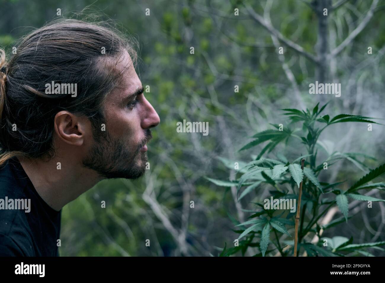 A young Caucasian man taking care of the large cannabis plants in the ...