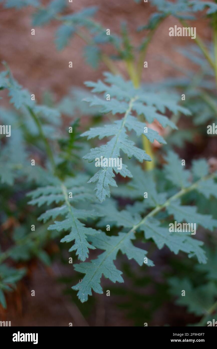 Compound lobate leaves of Branched Scorpionweed, Phacelia Ramosissima ...