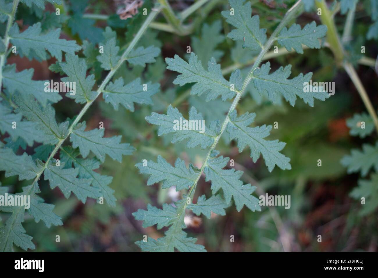 Compound lobate leaves of Branched Scorpionweed, Phacelia Ramosissima ...