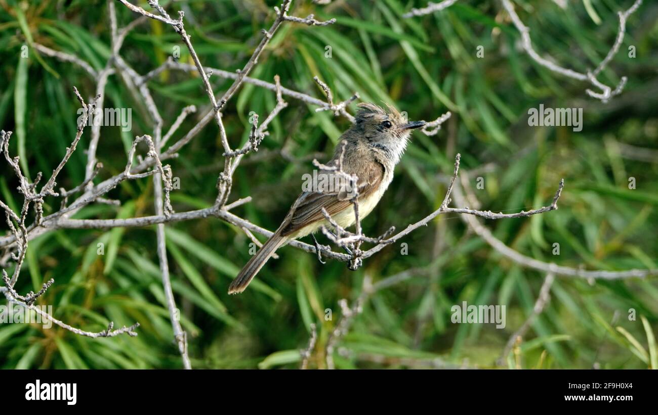 Galapagos flycatcher (Myiarchus magnirostris) perched in a tree at ...