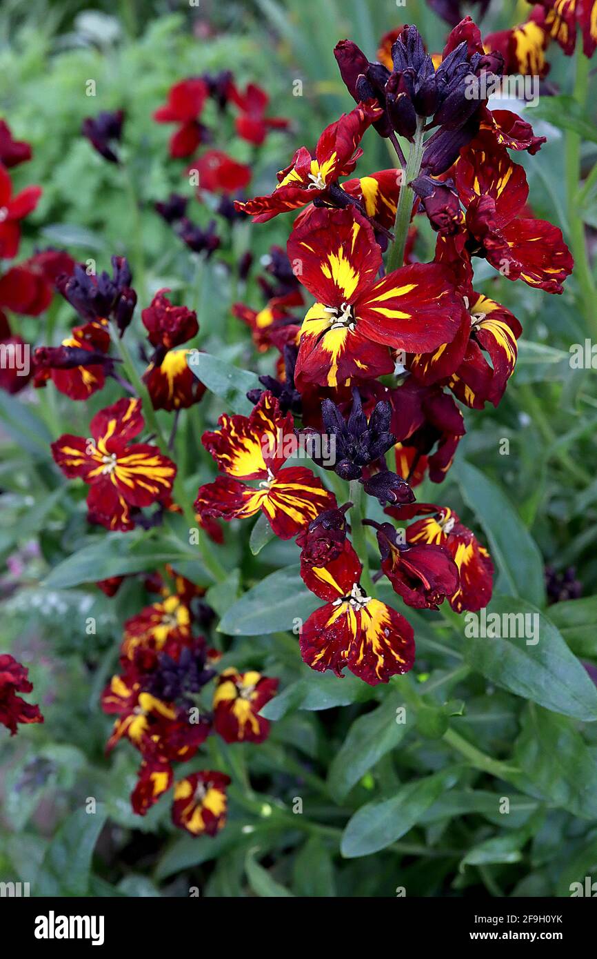 Cheiranthus cheiri scarlet bedder hi-res stock photography and images ...