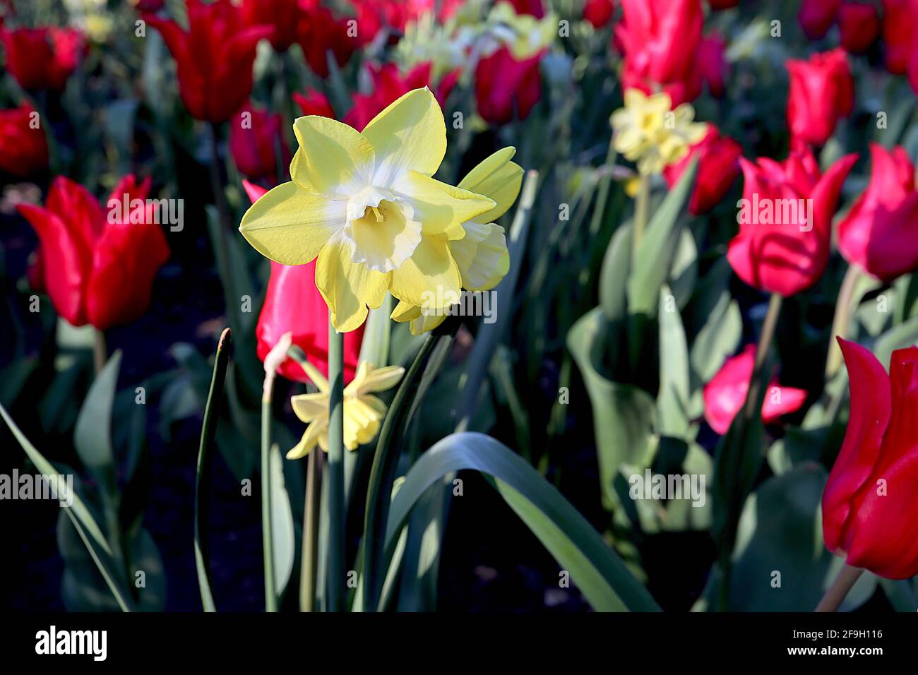 Dwarf jonquilla narcissus pipit hi-res stock photography and images - Alamy