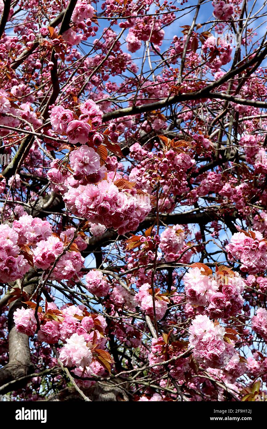 Prunus ‘Kanzan’ Kanzan cherry blossom – stalked clusters of double pink ...