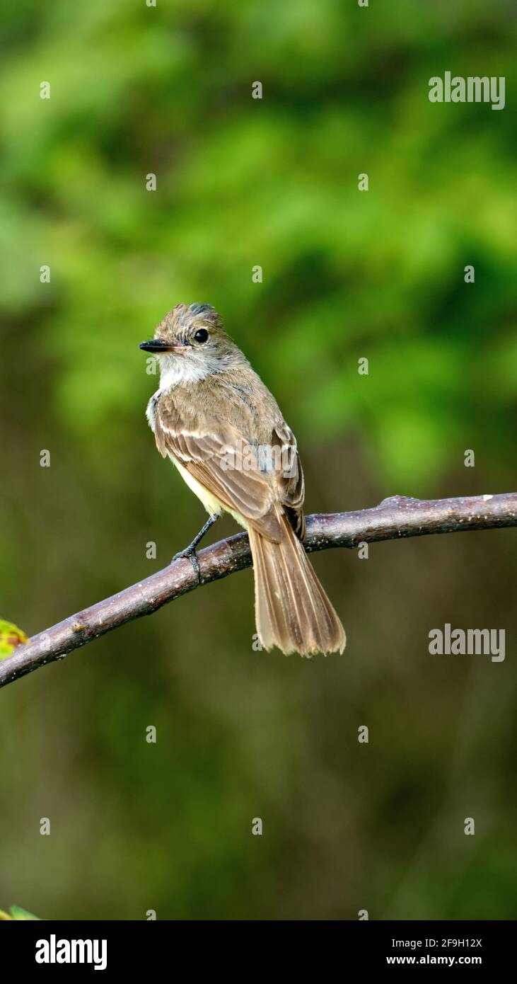 Galapagos flycatcher (Myiarchus magnirostris) perched in a tree at ...