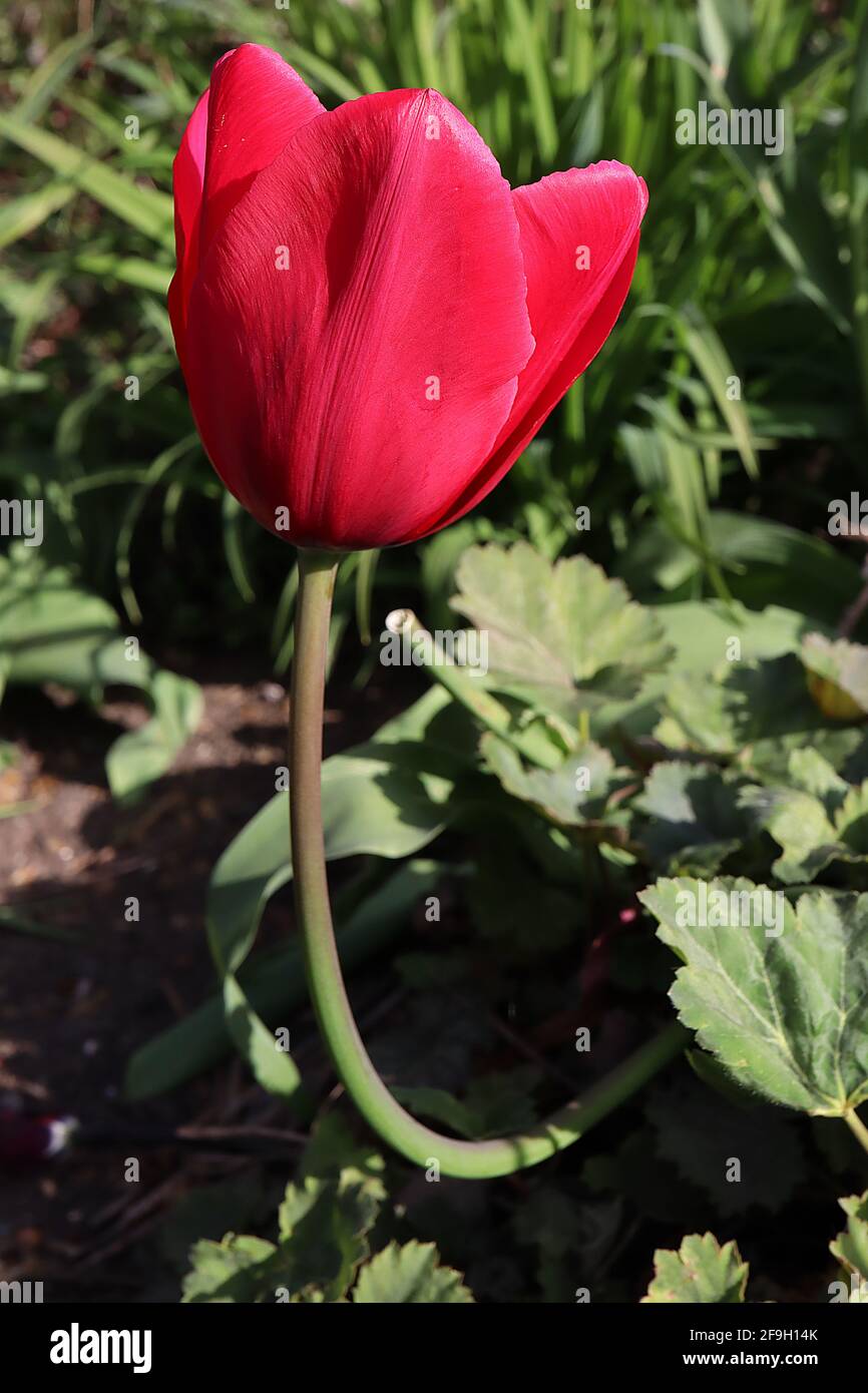 Darwin hybrid tulip van eijk hi-res stock photography and images - Alamy