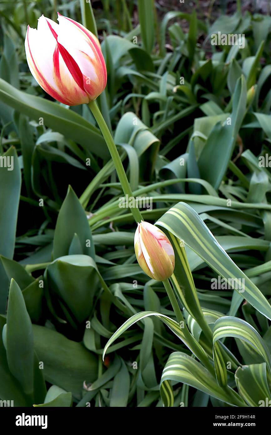 Happy generation tulip hi-res stock photography and images - Alamy