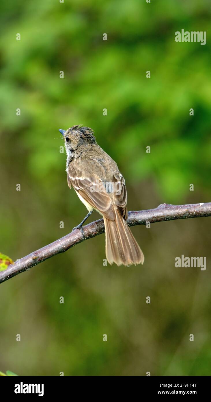 Galapagos flycatcher (Myiarchus magnirostris) perched in a tree at ...