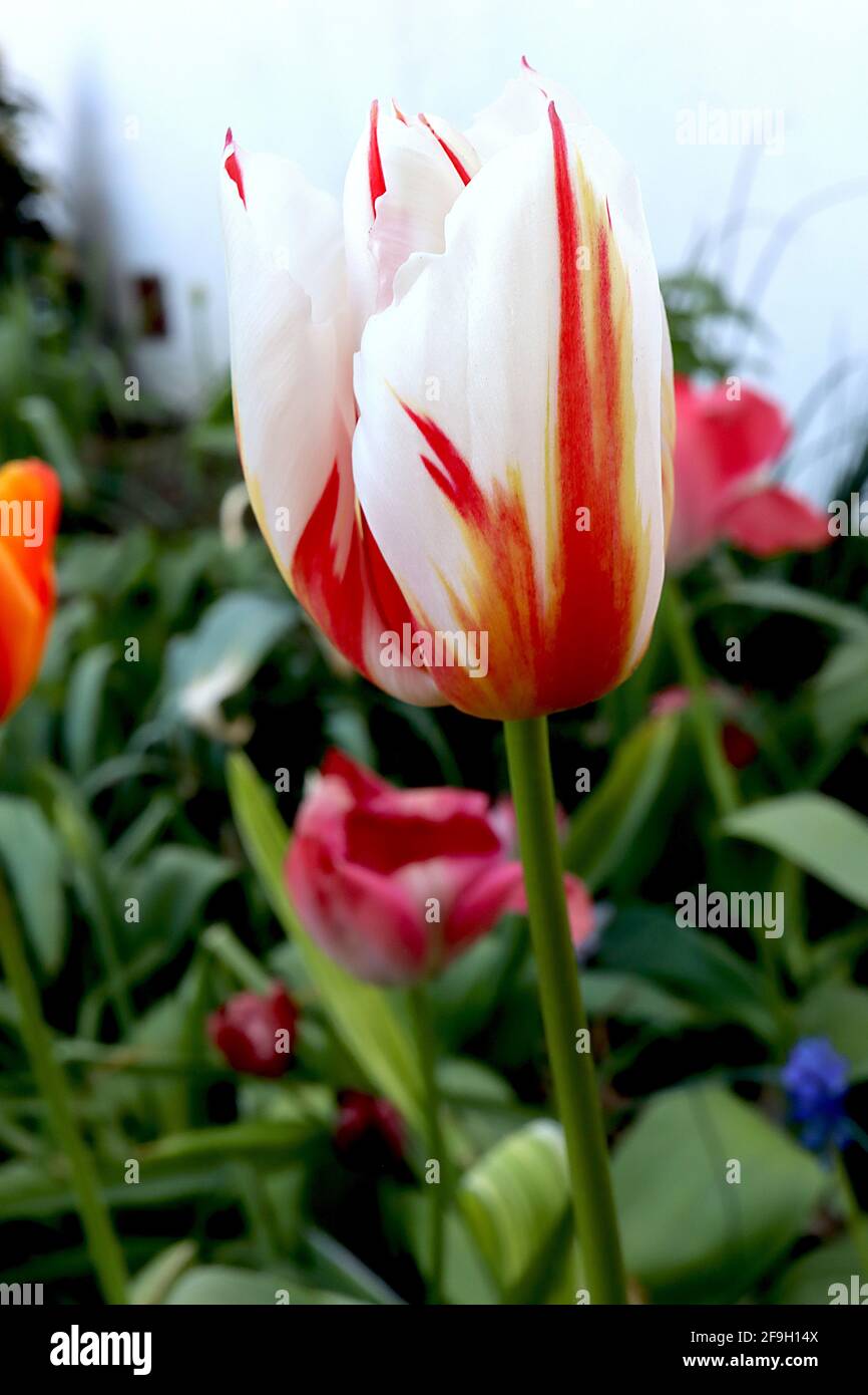 Tulip happy generation hi-res stock photography and images - Alamy
