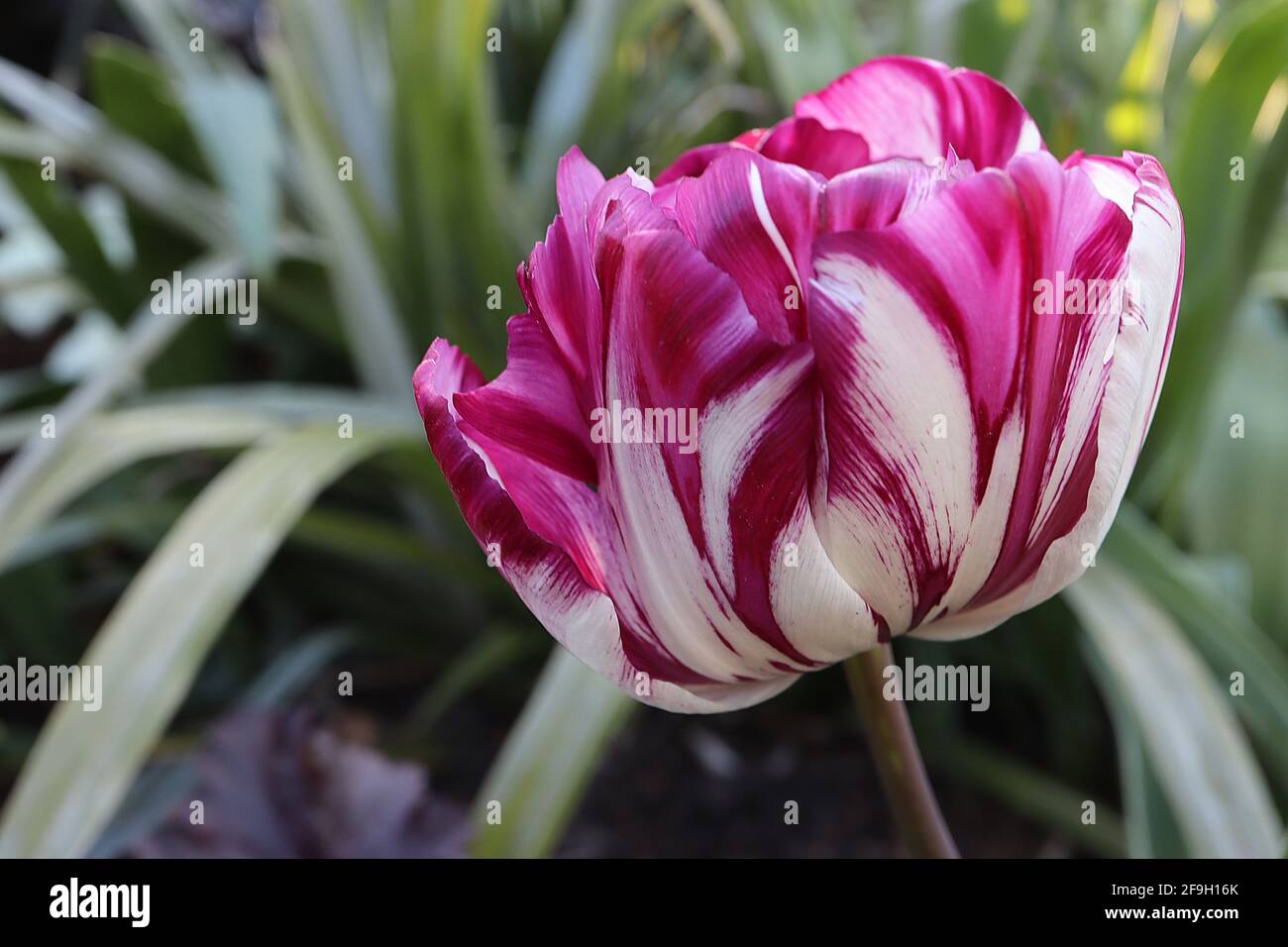 Tulipa ‘Inner Wheel’ Rembrandt 9 Inner Wheel tulip - double white ...