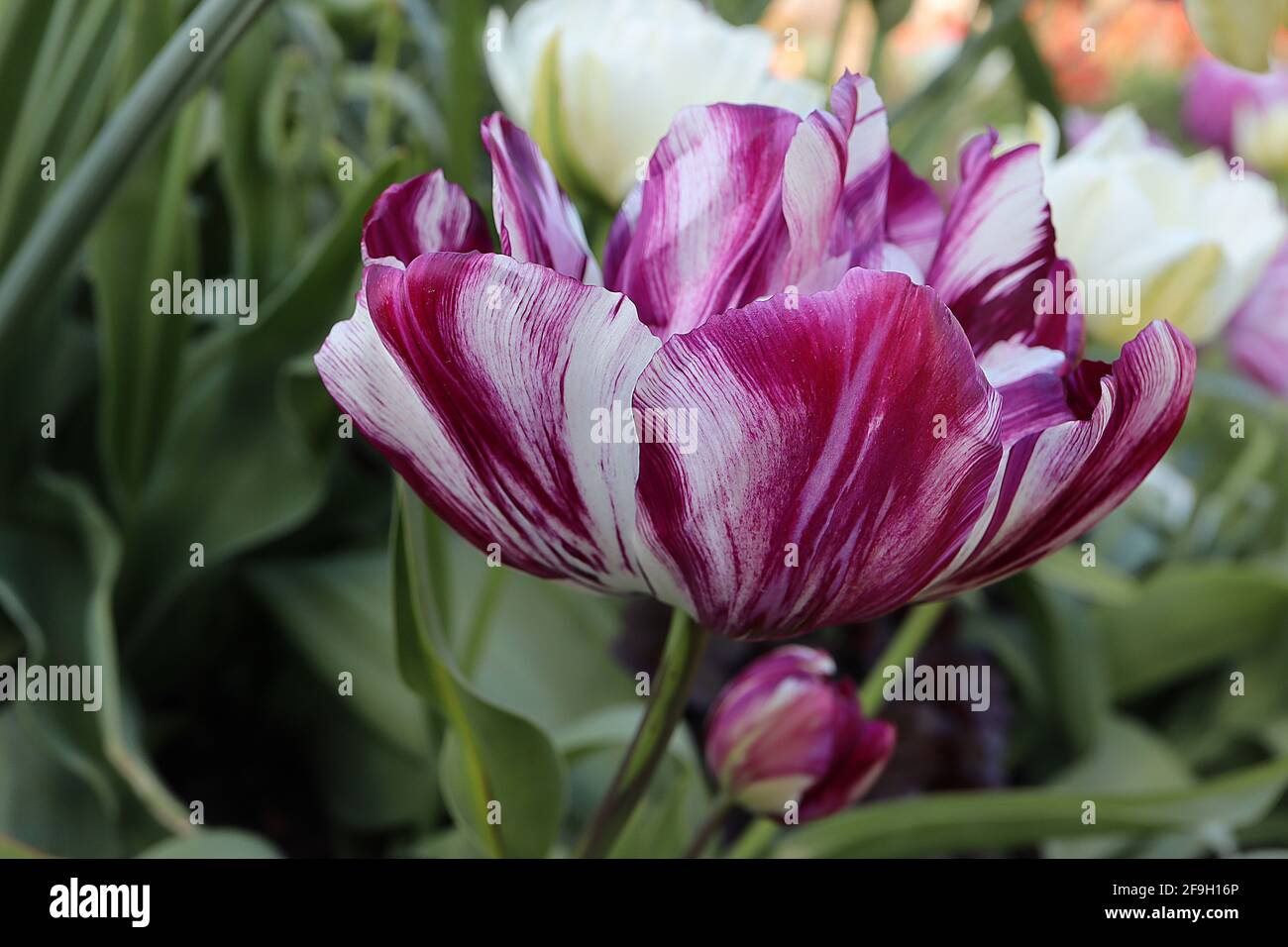 Tulipa ‘Inner Wheel’ Rembrandt 9 Inner Wheel tulip - double white ...