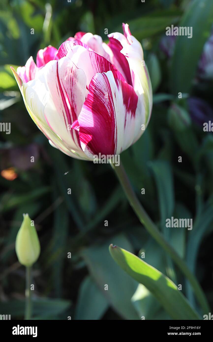 Tulipa ‘Inner Wheel’ Rembrandt 9 Inner Wheel tulip - double white ...