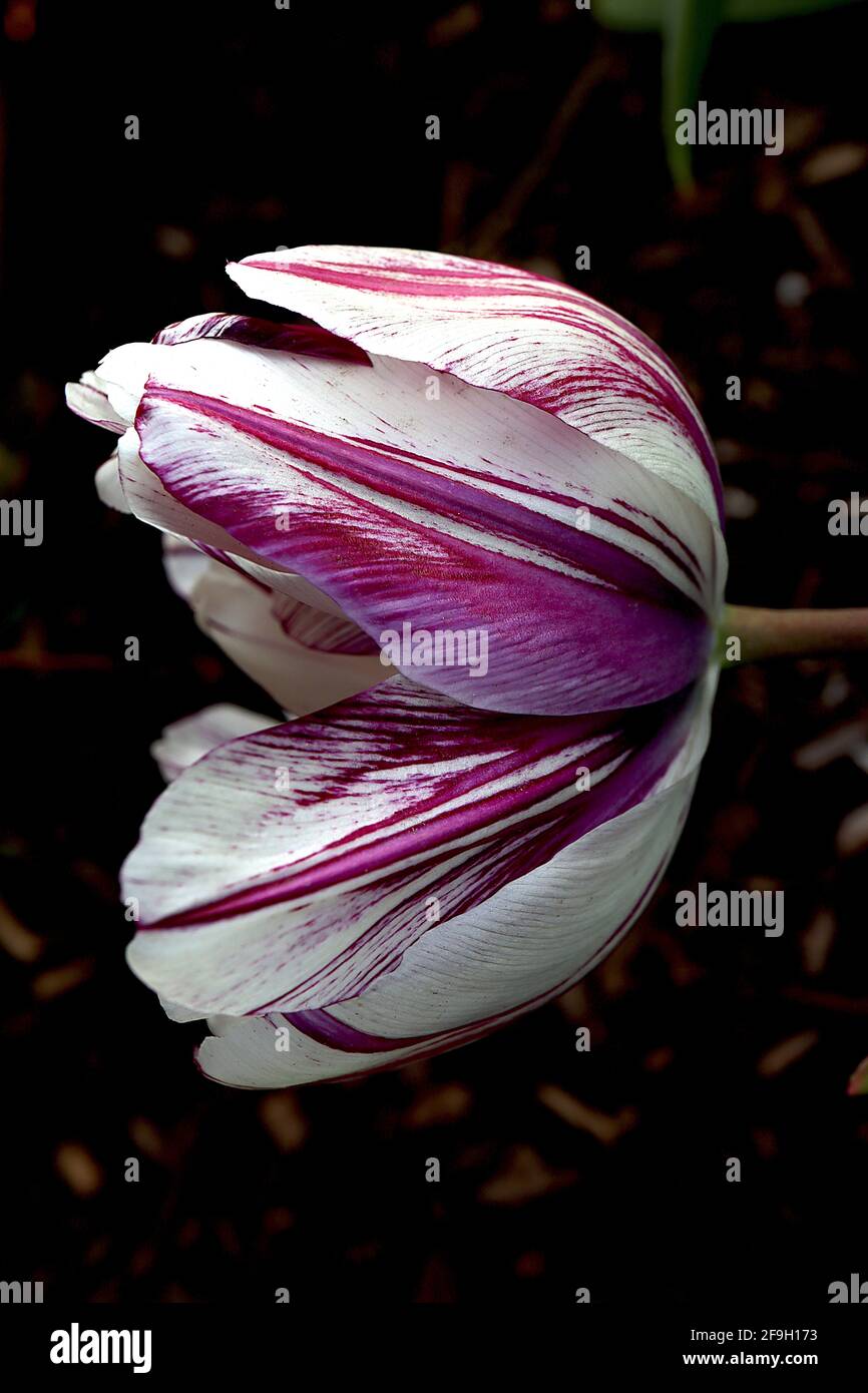 Tulipa ‘Inner Wheel’ Rembrandt 9 Inner Wheel tulip - double white ...