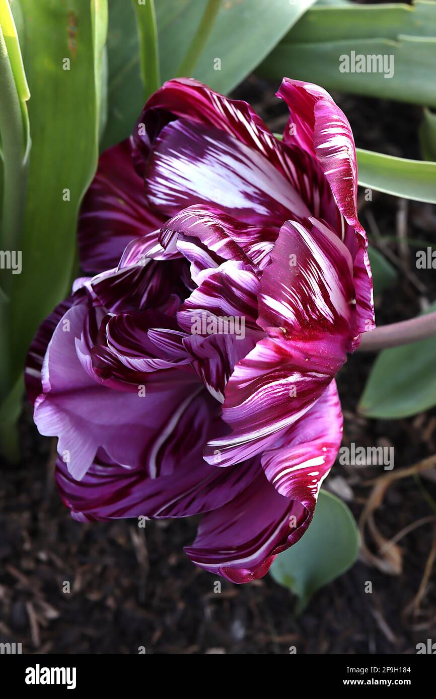 Tulip class rembrandt hi-res stock photography and images - Alamy