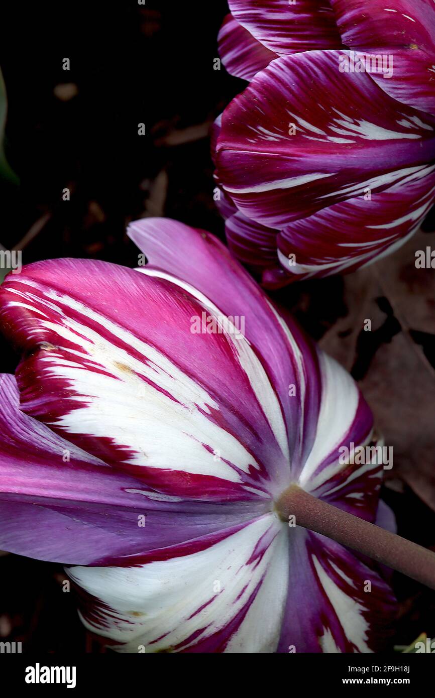 Tulipa ‘Inner Wheel’ Rembrandt 9 Inner Wheel tulip - double white ...