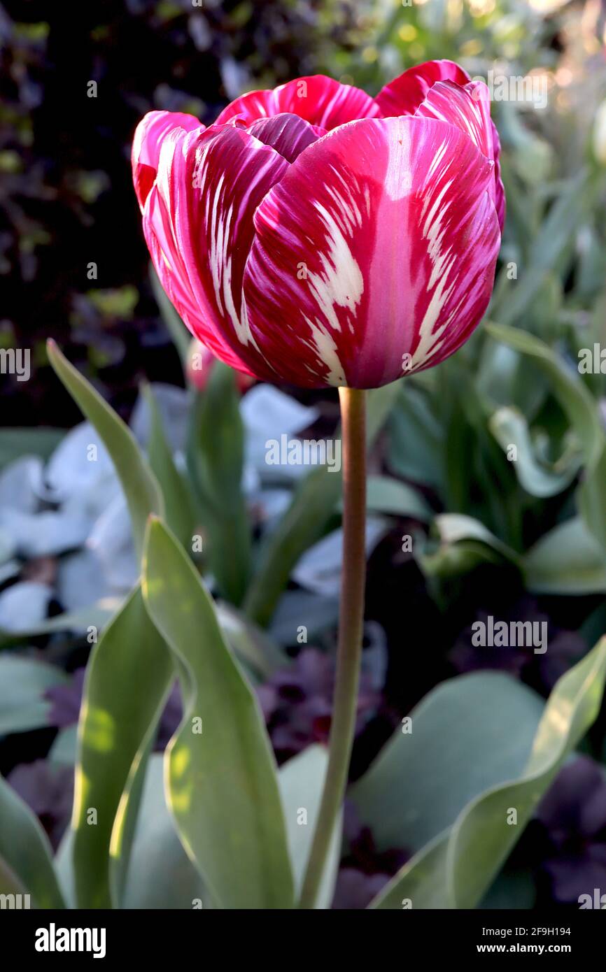 Tulipa ‘Inner Wheel’ Rembrandt 9 Inner Wheel tulip - double white ...