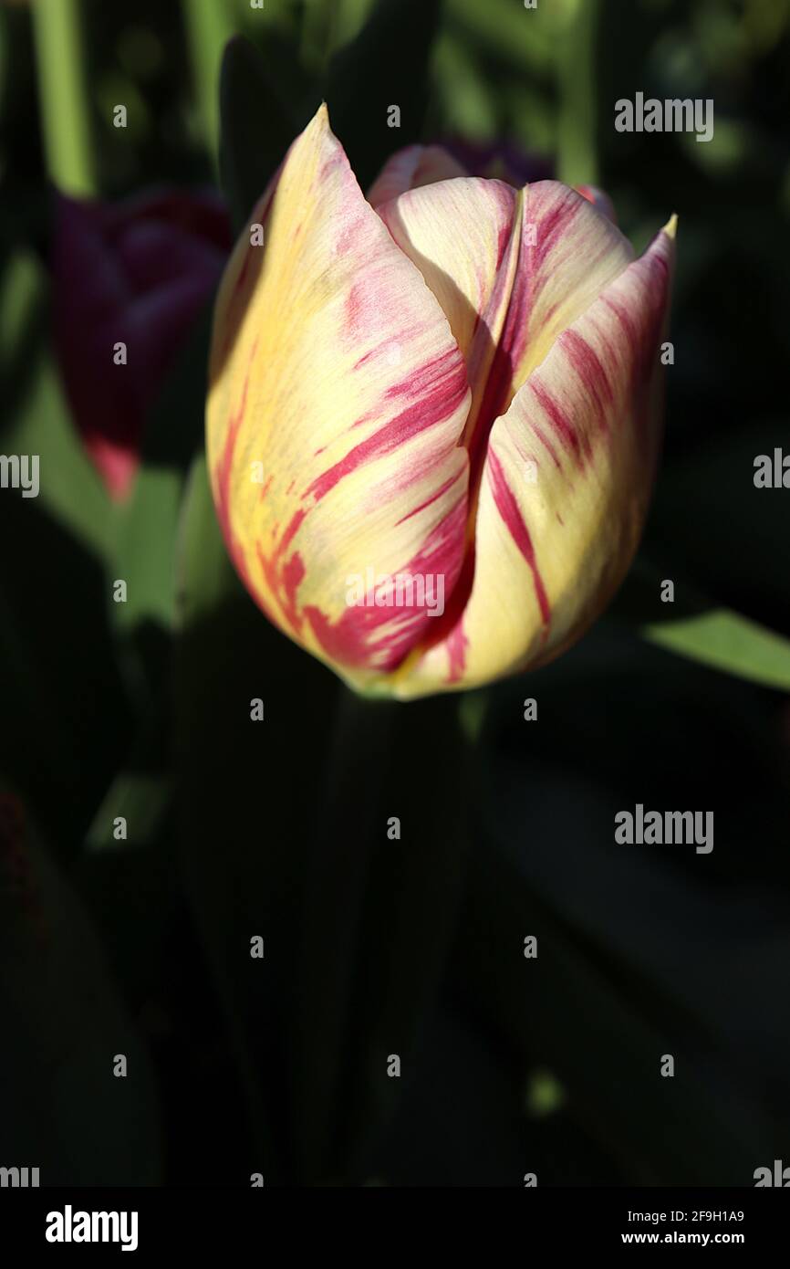 Tulipa ‘World Expression’ Single late 5 World Expression tulip – cream ...