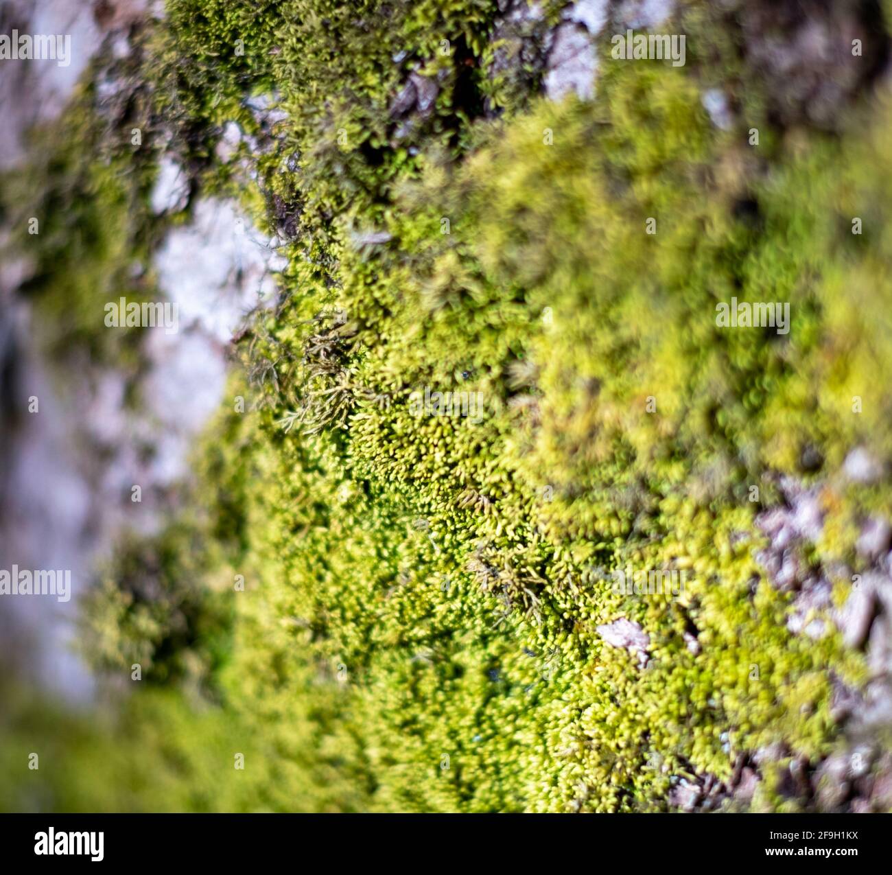 A closeup of a tree trunk with moss covering it Stock Photo - Alamy