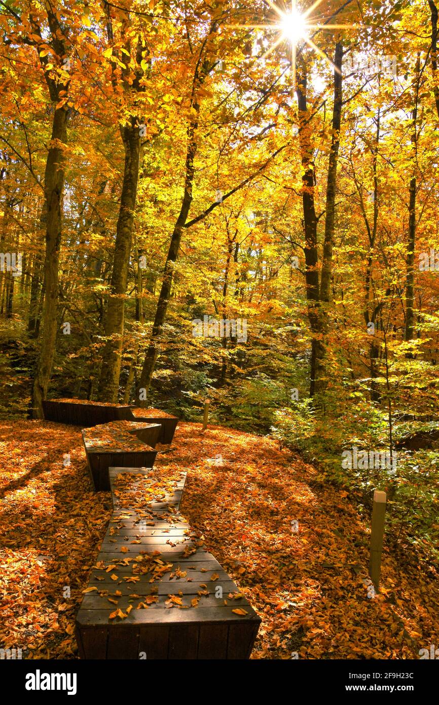 A vertical shot of the park during the leaves fall Stock Photo - Alamy