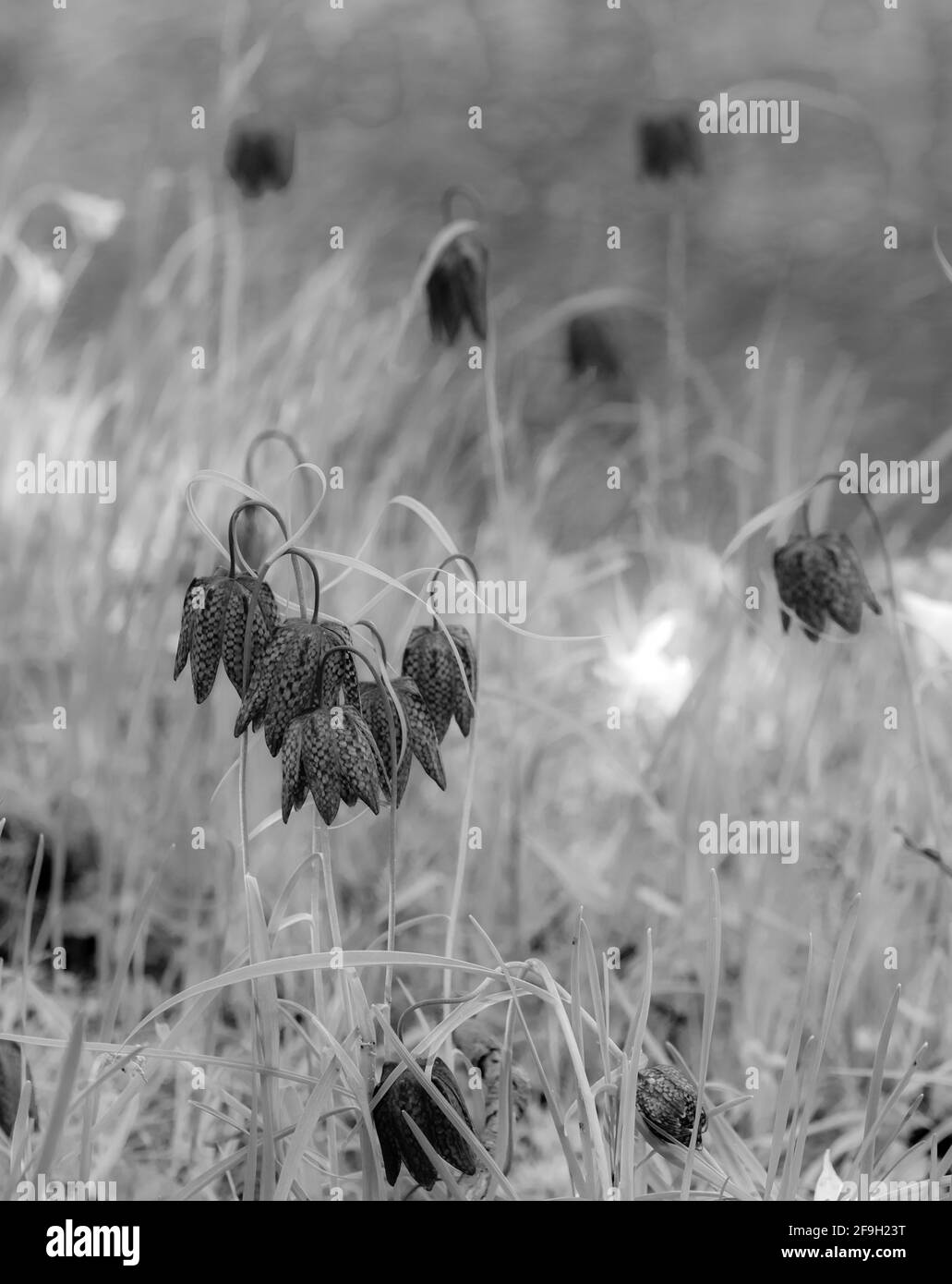 Drooping bell flower Black and White Stock Photos & Images - Alamy