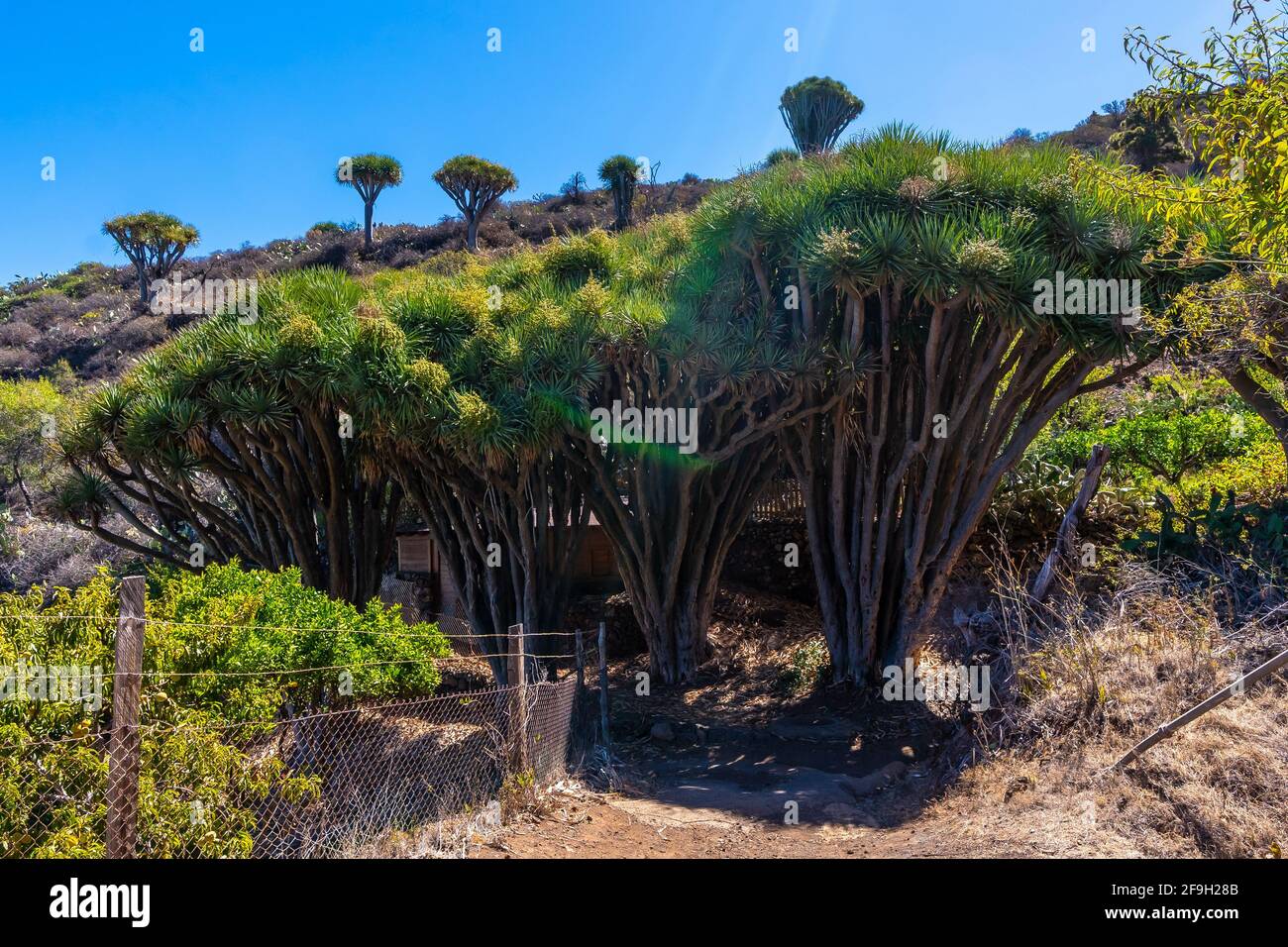 The dragon trees in the natural park of Las Tricias in Canary Islands ...