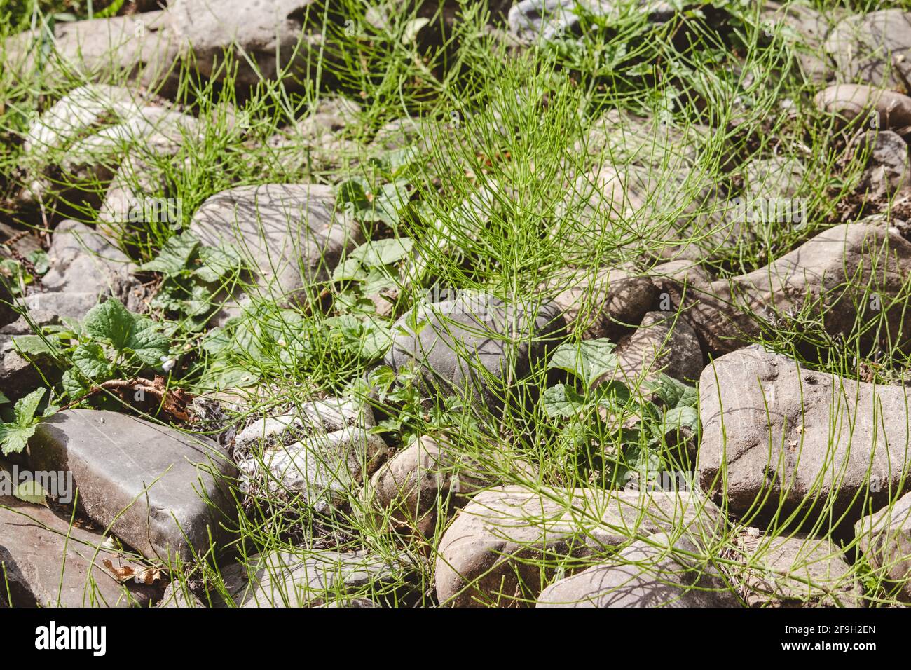 A view of rocks on the forest ground Stock Photo - Alamy