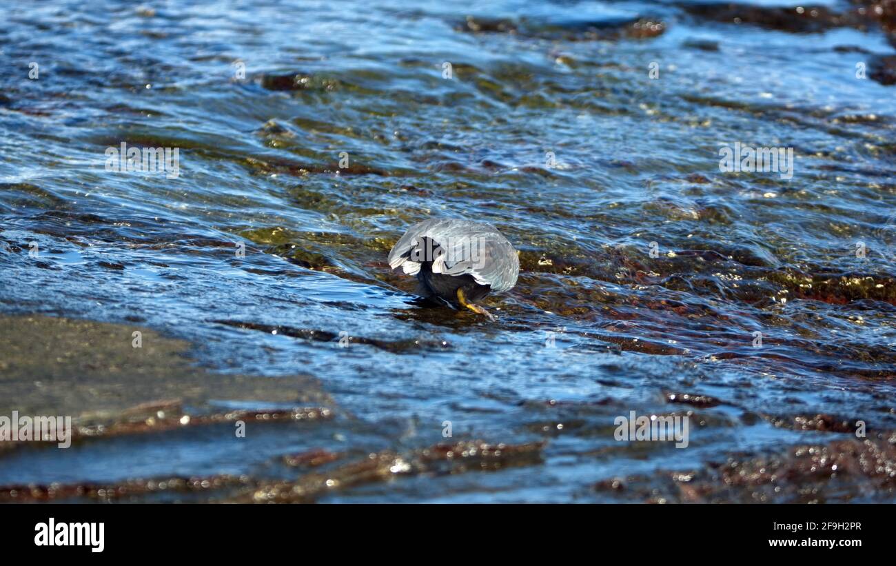 Lava heron (Butorides sundevalli) fishing in a tidal pool at Puerto ...