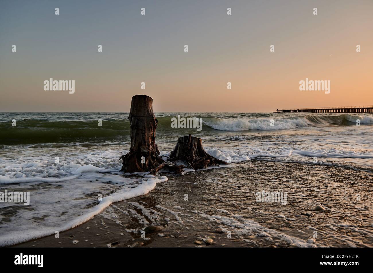 tree stump driftwood close-up in the water on the black sea shore ...