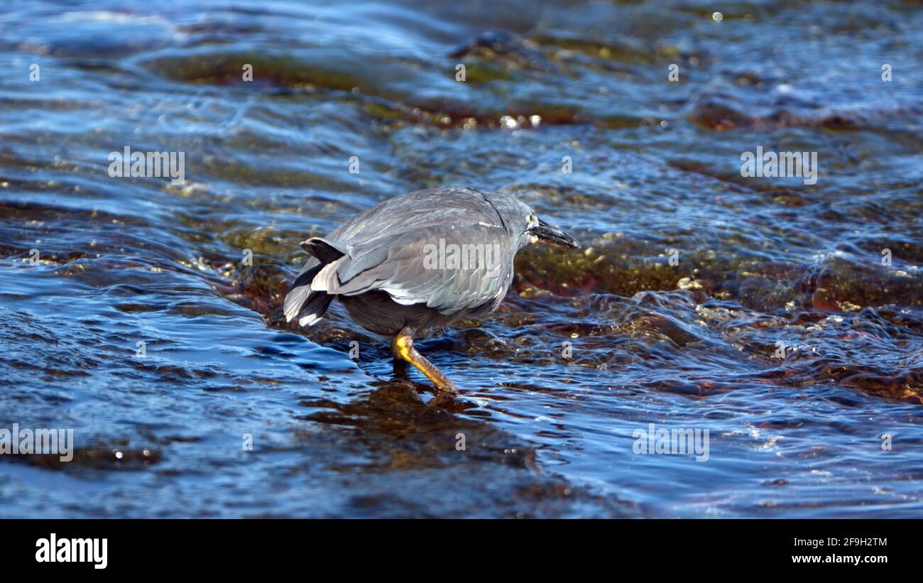 Lava heron (Butorides sundevalli) fishing in a tidal pool at Puerto ...