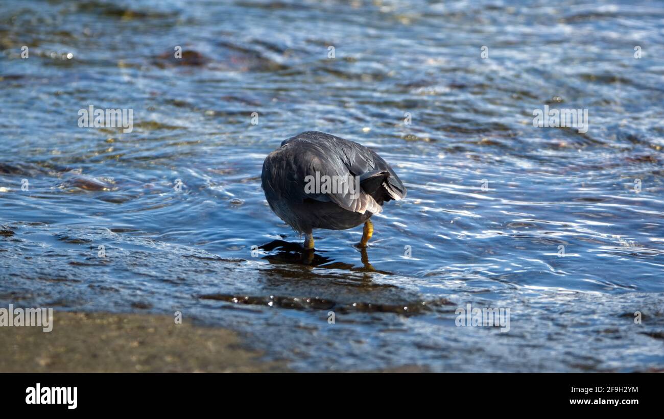 Lava heron (Butorides sundevalli) fishing in a tidal pool at Puerto ...