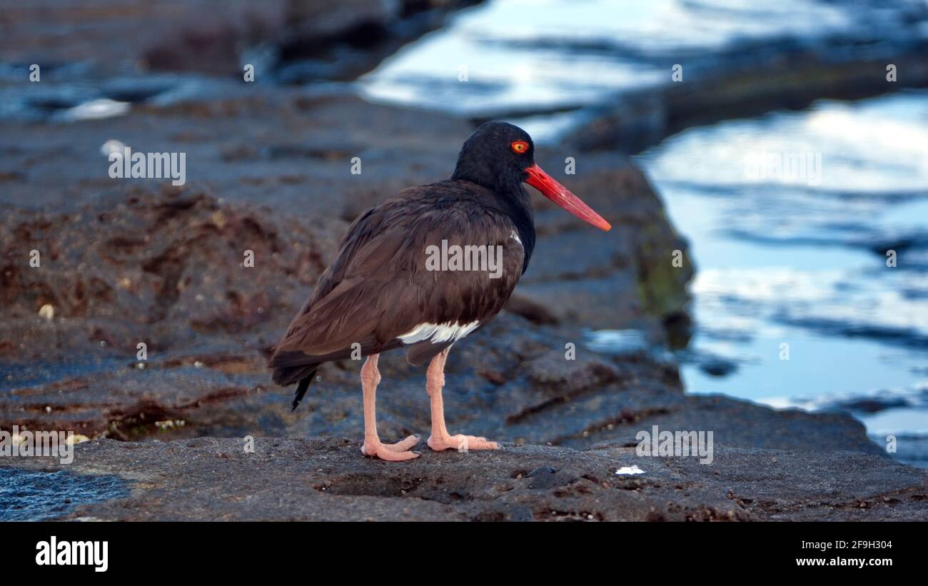 American oystercatcher (Haematopus palliates) by a tidal pool at Puerto ...