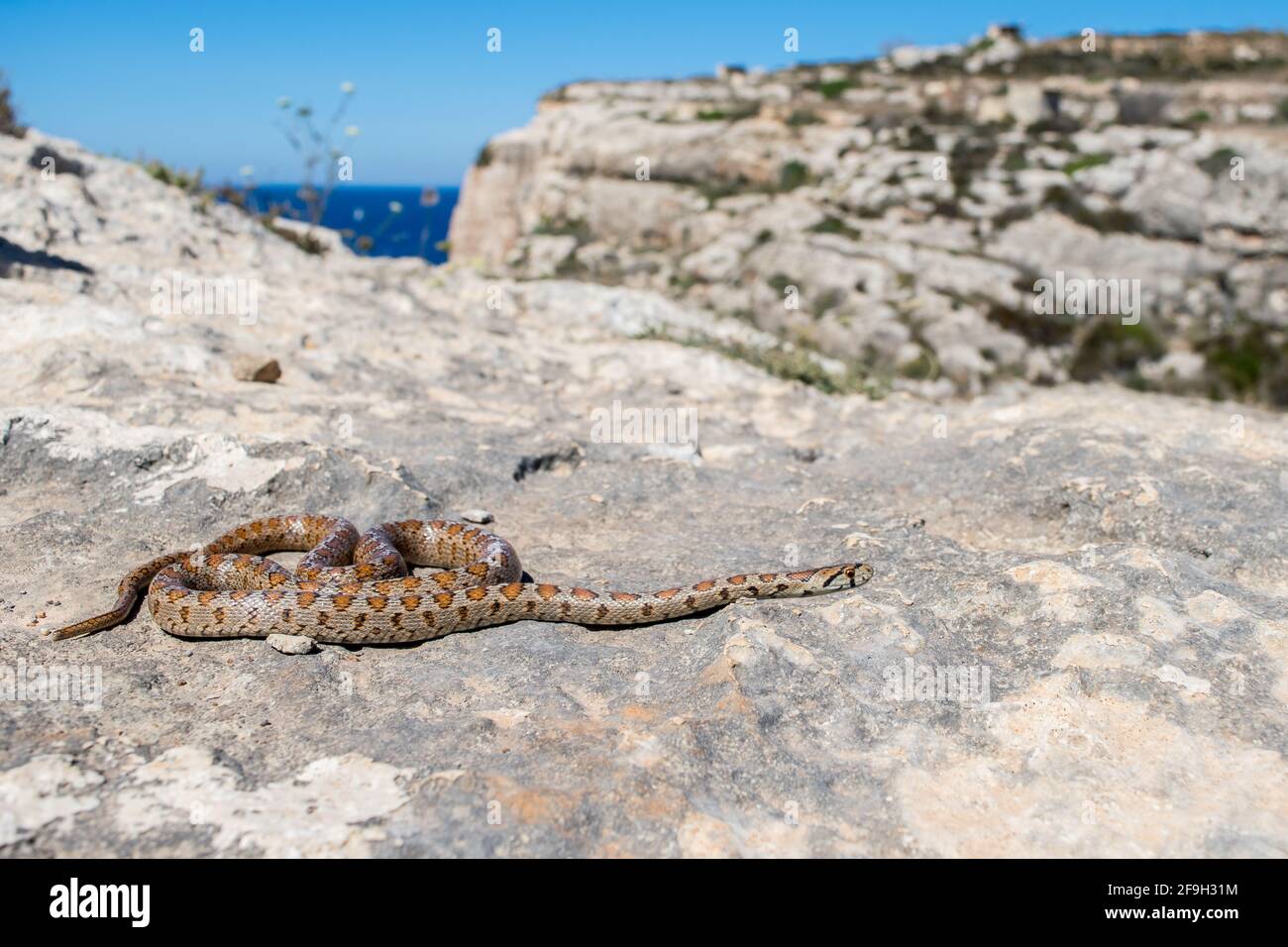 Snakes wriggle hi-res stock photography and images - Alamy
