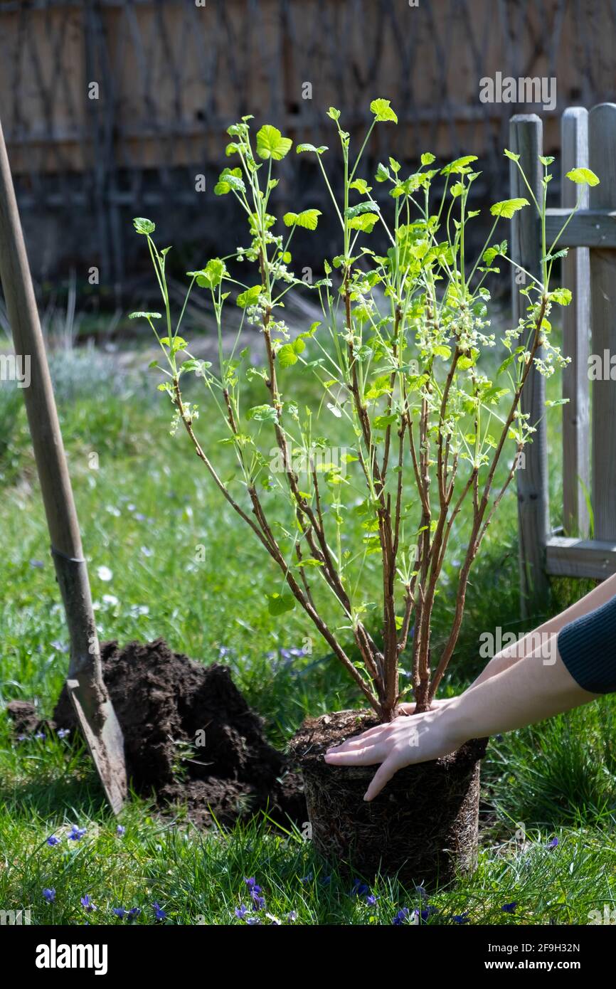 Planting trees and bushes in the garden Stock Photo - Alamy