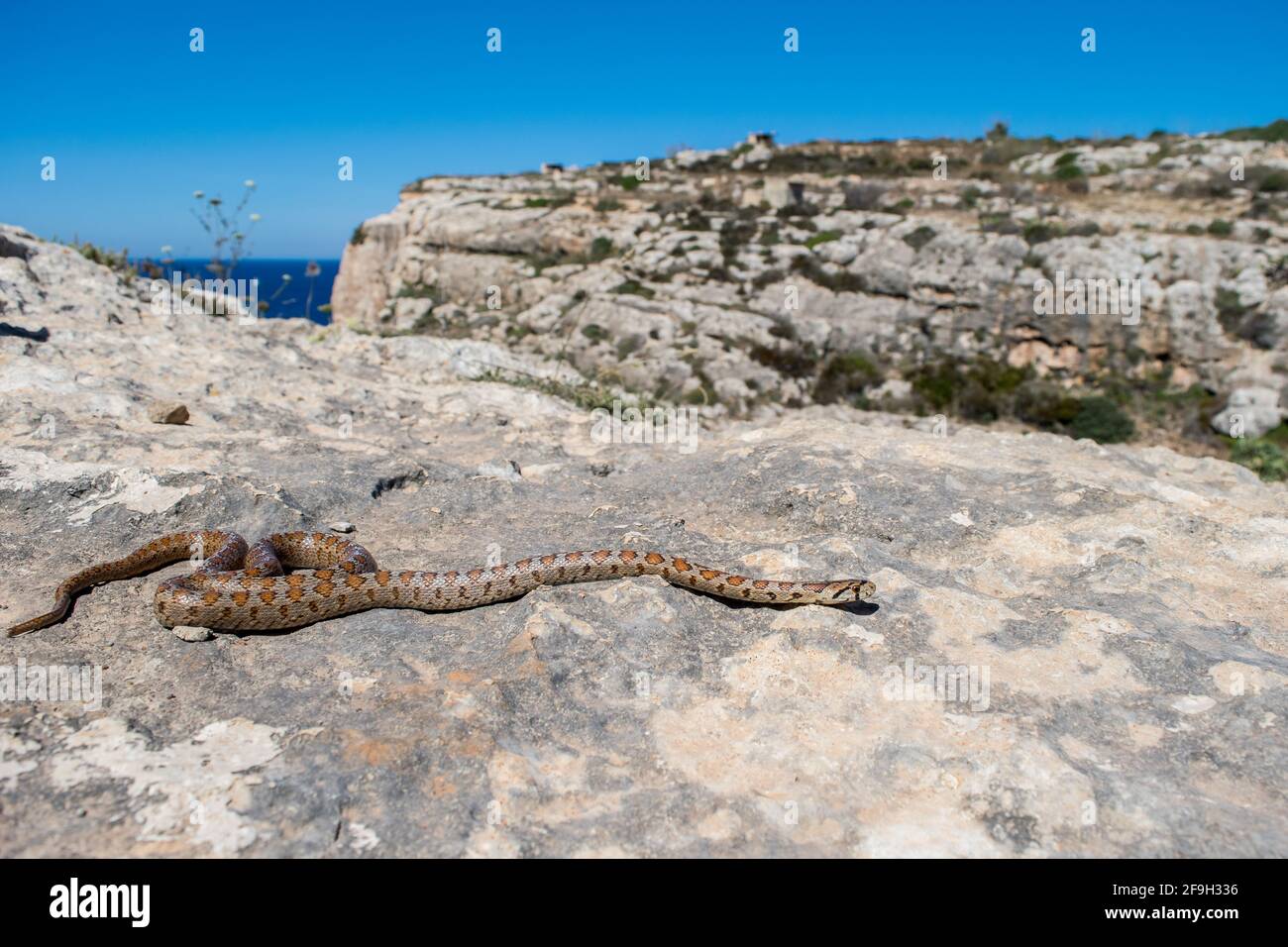 Snakes wriggle hi-res stock photography and images - Alamy