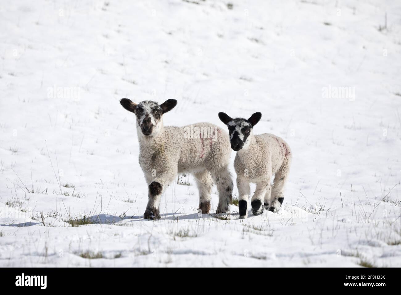 Two lambs in a pasture hi-res stock photography and images - Alamy
