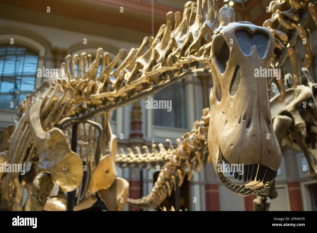 Brachiosaurus skeleton in museum hi-res stock photography and images ...