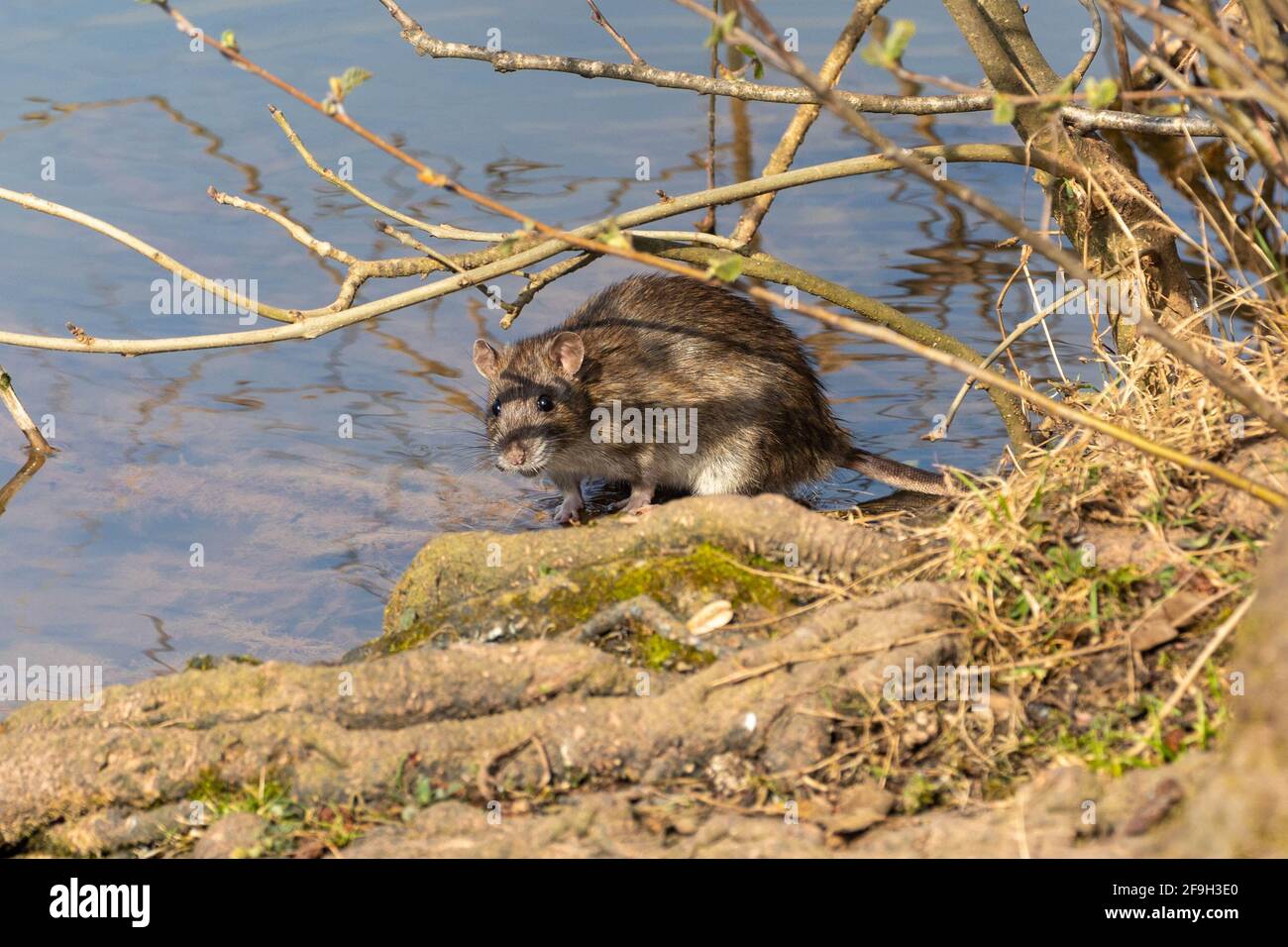 Wild Brown Rat in Daylight, UK Stock Photo - Alamy