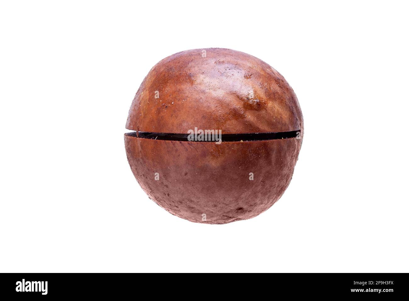 macadamia in shell round nut with saw cut protein healthy food close-up ...