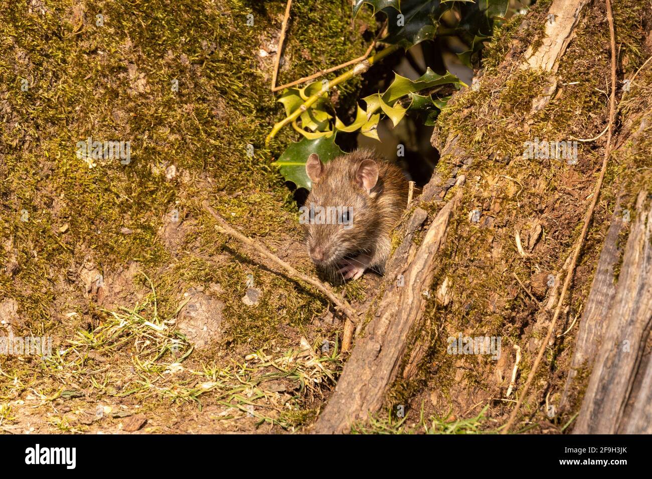 Wild Brown Rat emerges from hiding place, UK Stock Photo - Alamy