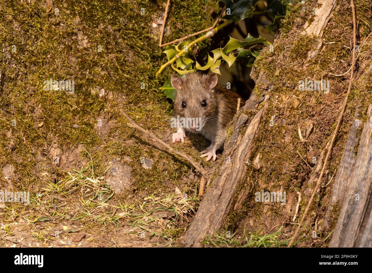 Root rat hi-res stock photography and images - Alamy
