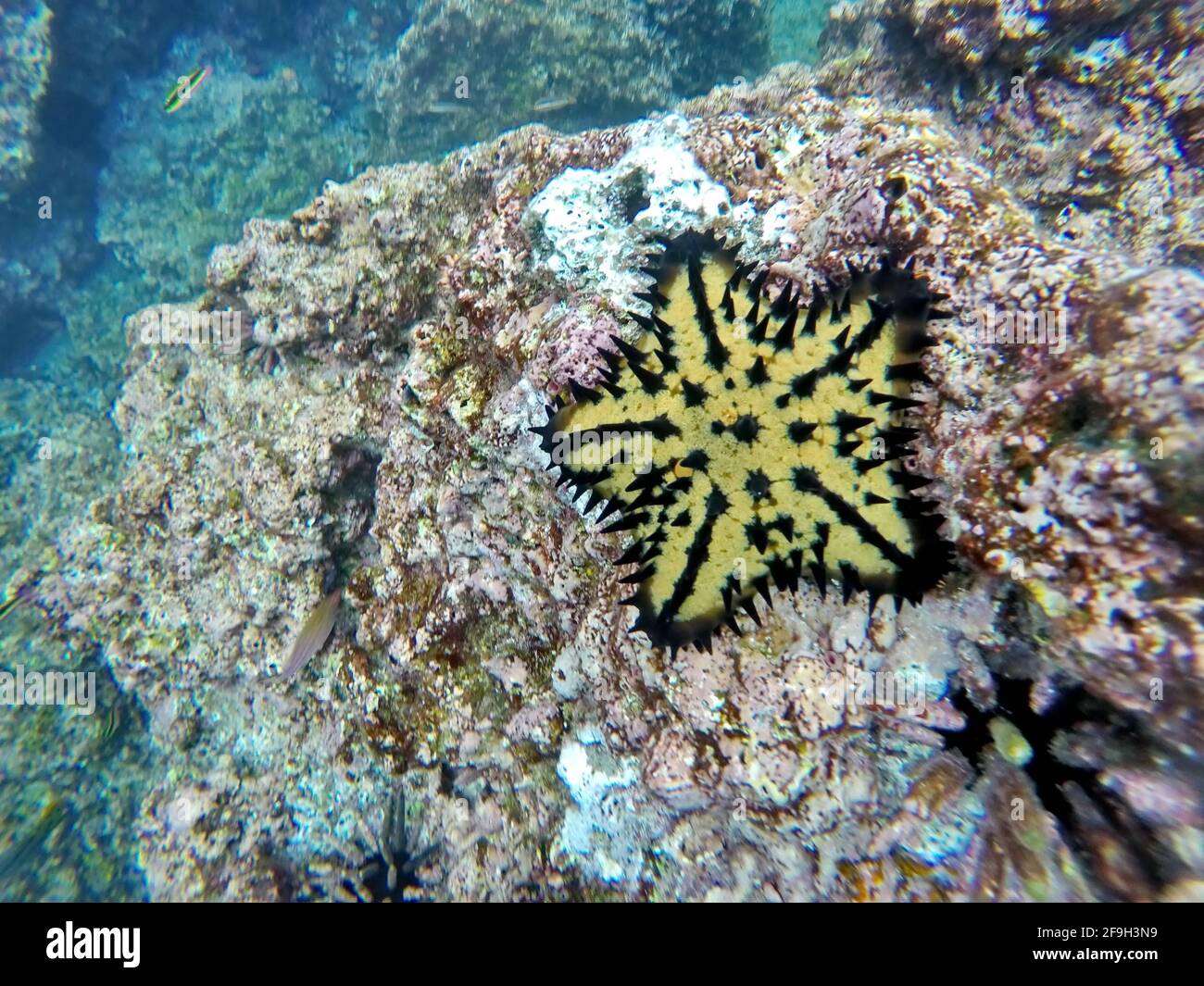 Chocolate chip sea star at Rabida Island, Galapagos, Ecuador Stock ...