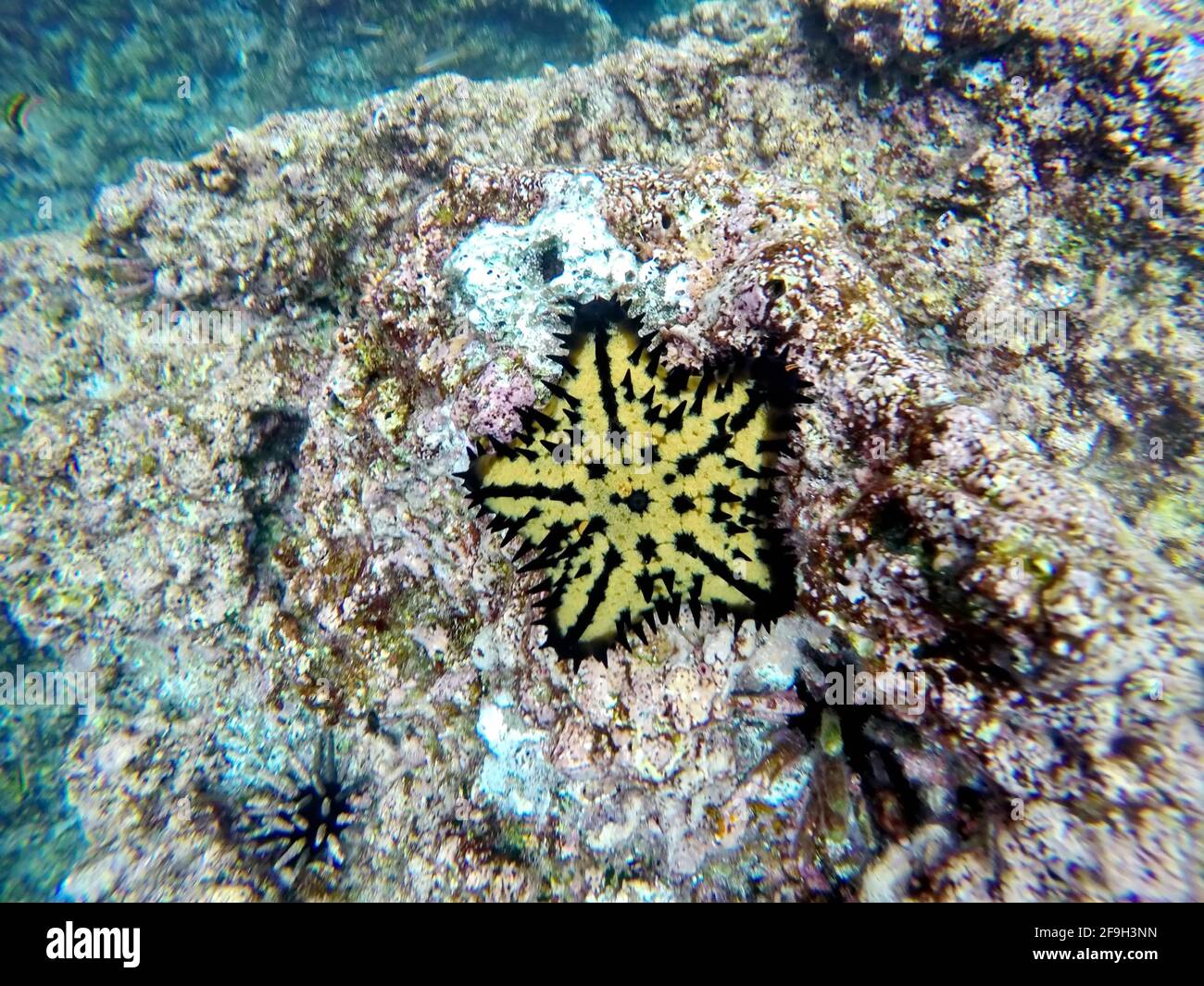 Chocolate chip sea star at Rabida Island, Galapagos, Ecuador Stock ...