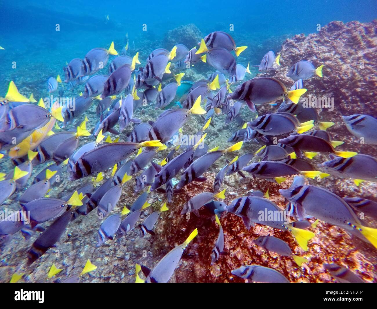 School of surgeon fish at Rabida Island, Galapagos, Ecuador Stock Photo ...