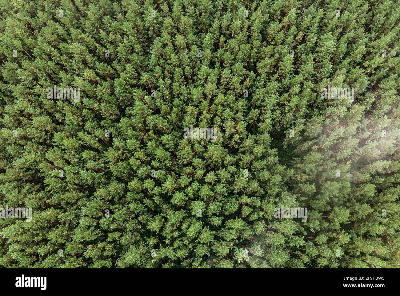 Top view of evergreen fir forest in fog. Aerial photography Stock Photo ...