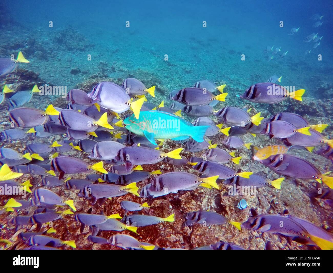 Blue parrot fish in a school of surgeon fish at Rabida Island ...