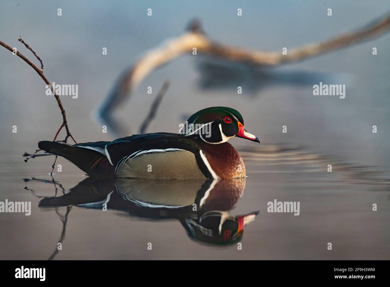 A drake Woodduck on a spring day in Minnesota Stock Photo - Alamy