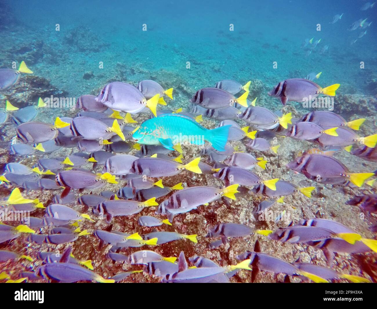 School parrot fish hi-res stock photography and images - Alamy