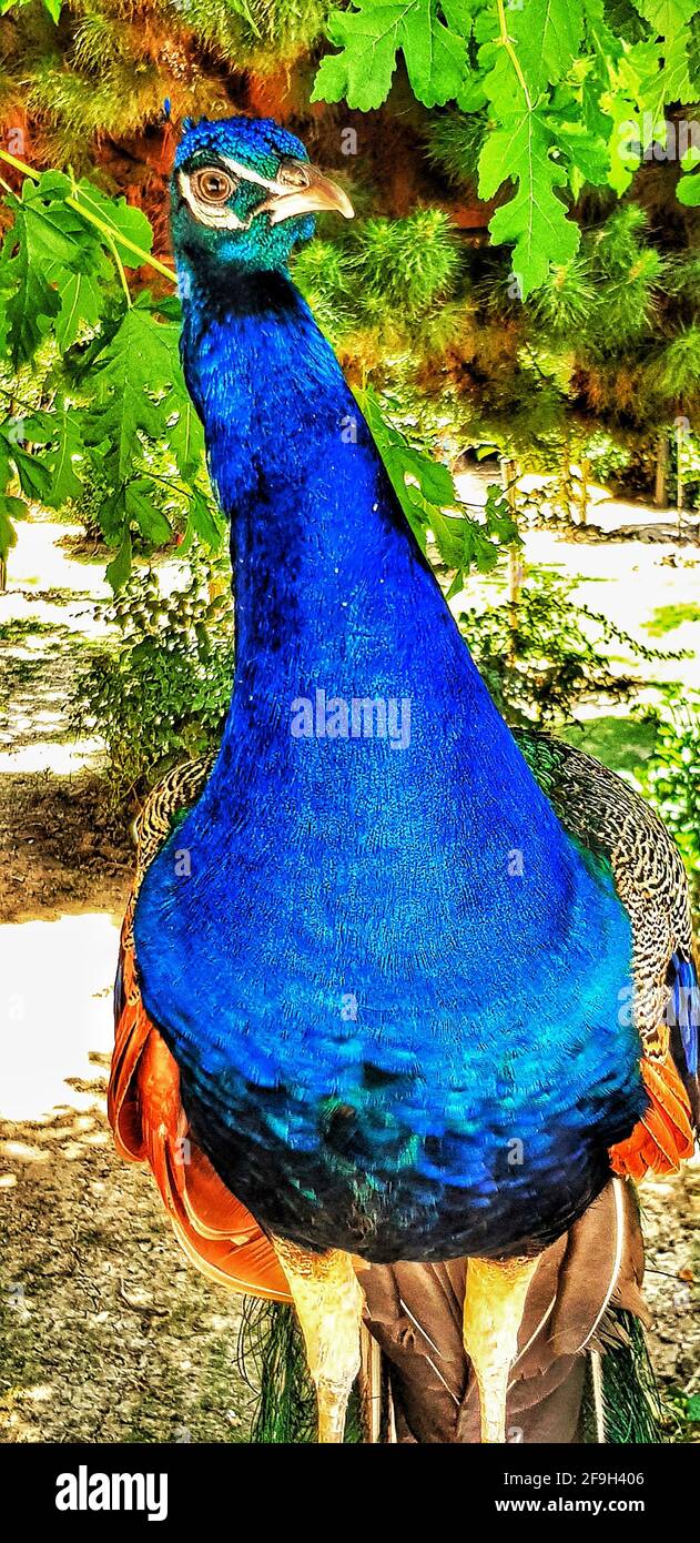 Vertical shot exotic peacock hi-res stock photography and images - Alamy