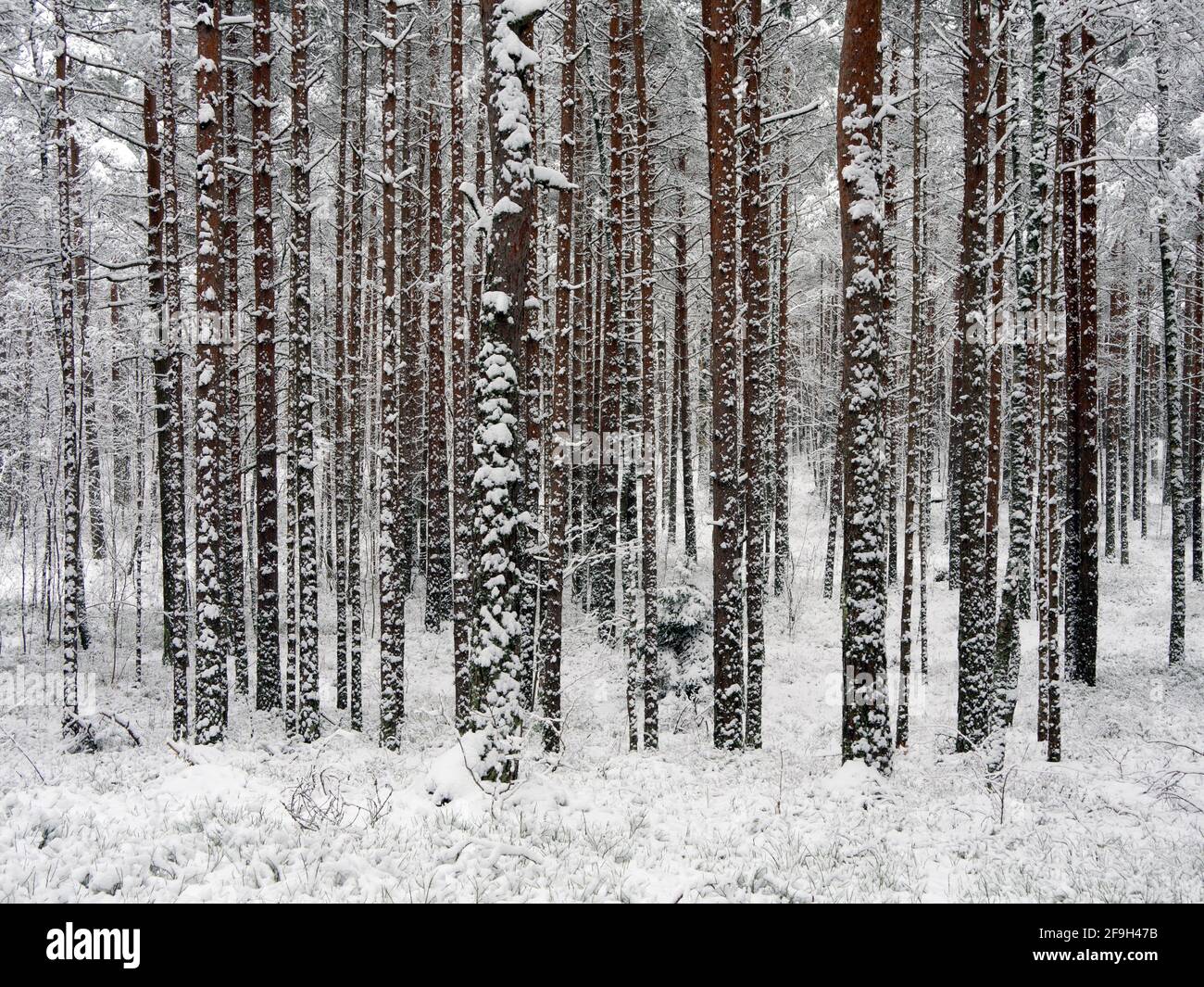 Beautiful Winter Forest Wallpaper